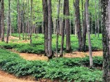 Forest Resources A Detailed View Of Forest Resour