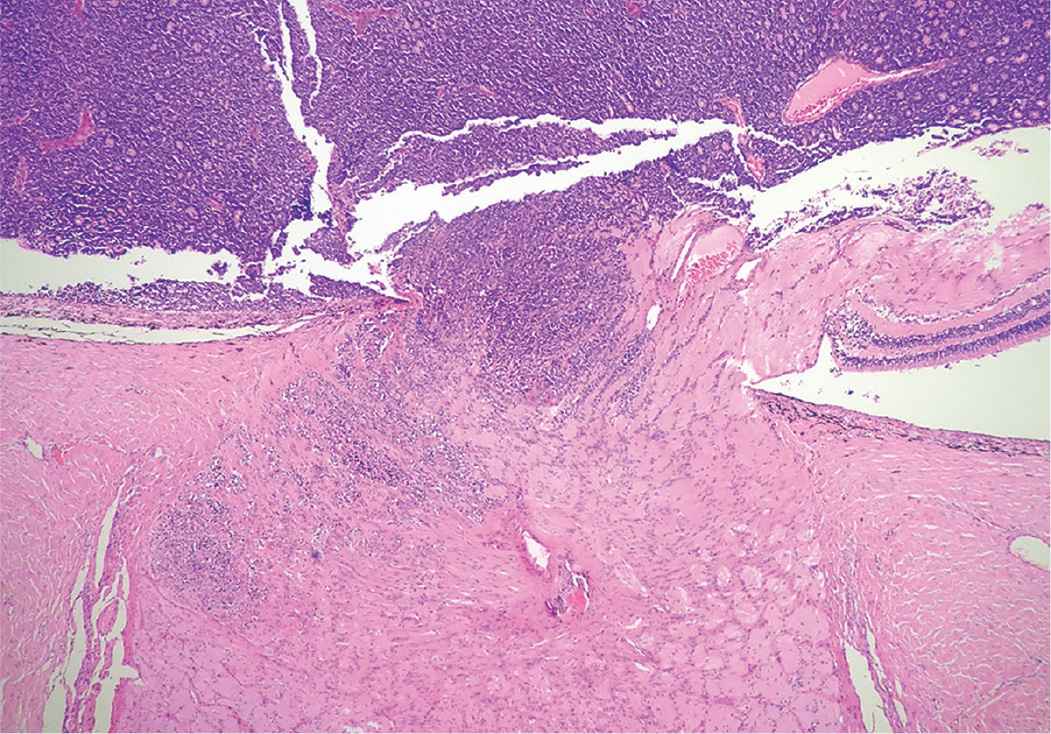 7: Pathology | Ento Key