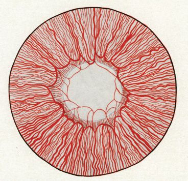 2 The Hyaloidal Vasculature and its Role in Development | Ento Key