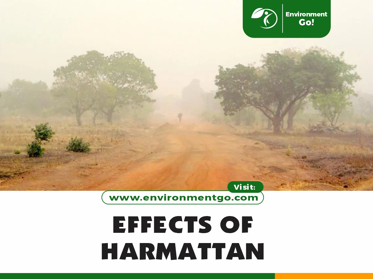 9 Effects of Harmattan, its Advantages and Disadvantages - Environment Go!
