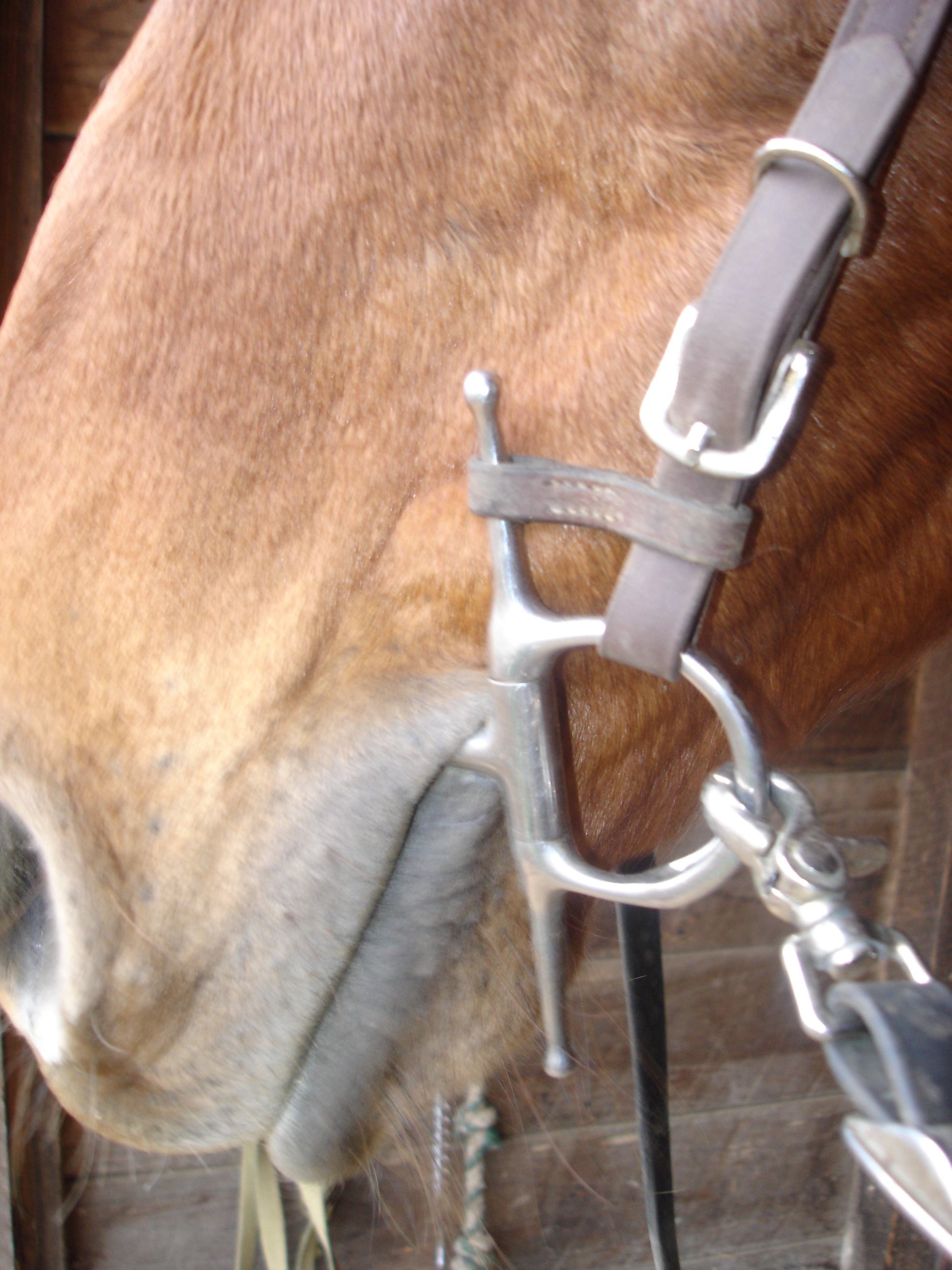Loose ring or fixed ring: which should you use? - EQUINE Ink