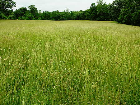 The search for second cut hay - EQUINE Ink