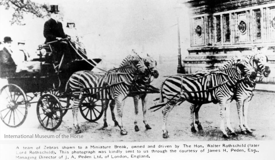 Now this must have drawn a crowd! - EQUINE Ink