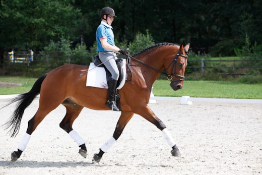 Is your horse "on the bit"? - EQUINE Ink