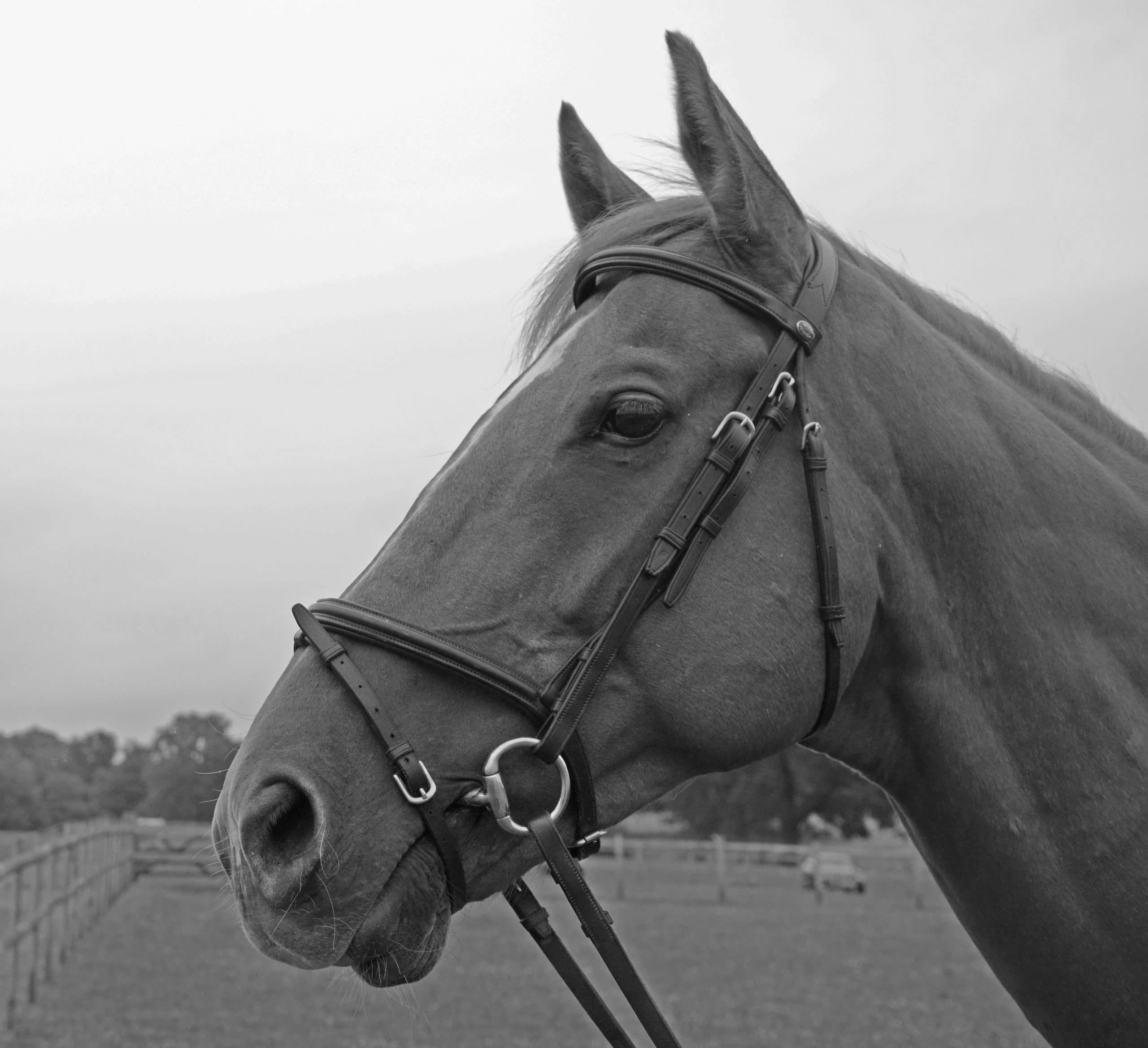 Possible Show... ~ EquiPepper