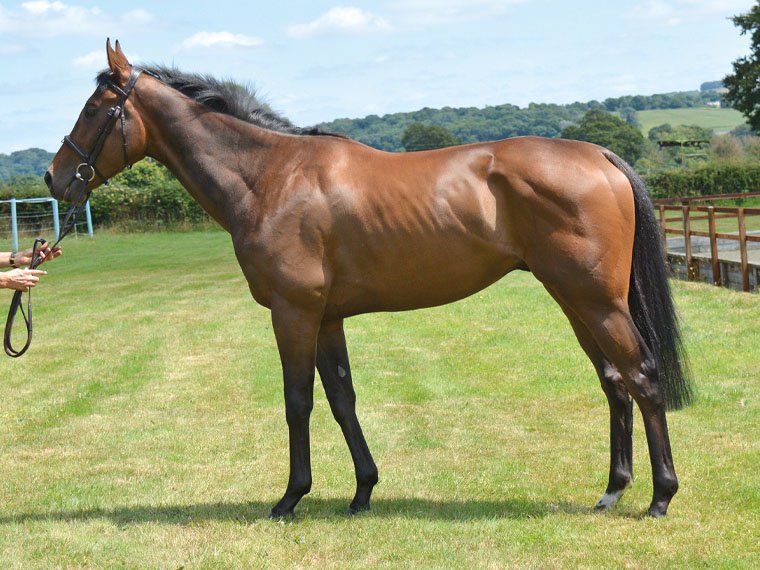 Introducing Asdaa ~ EquiPepper