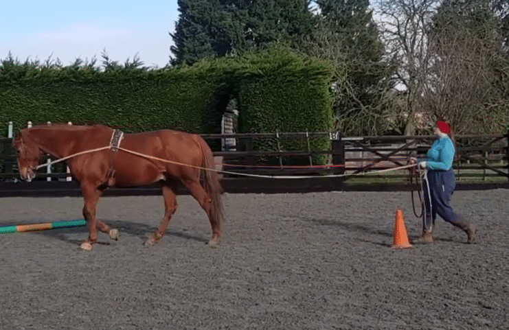 Top Tips For Training A Young Horse ~ EquiPepper