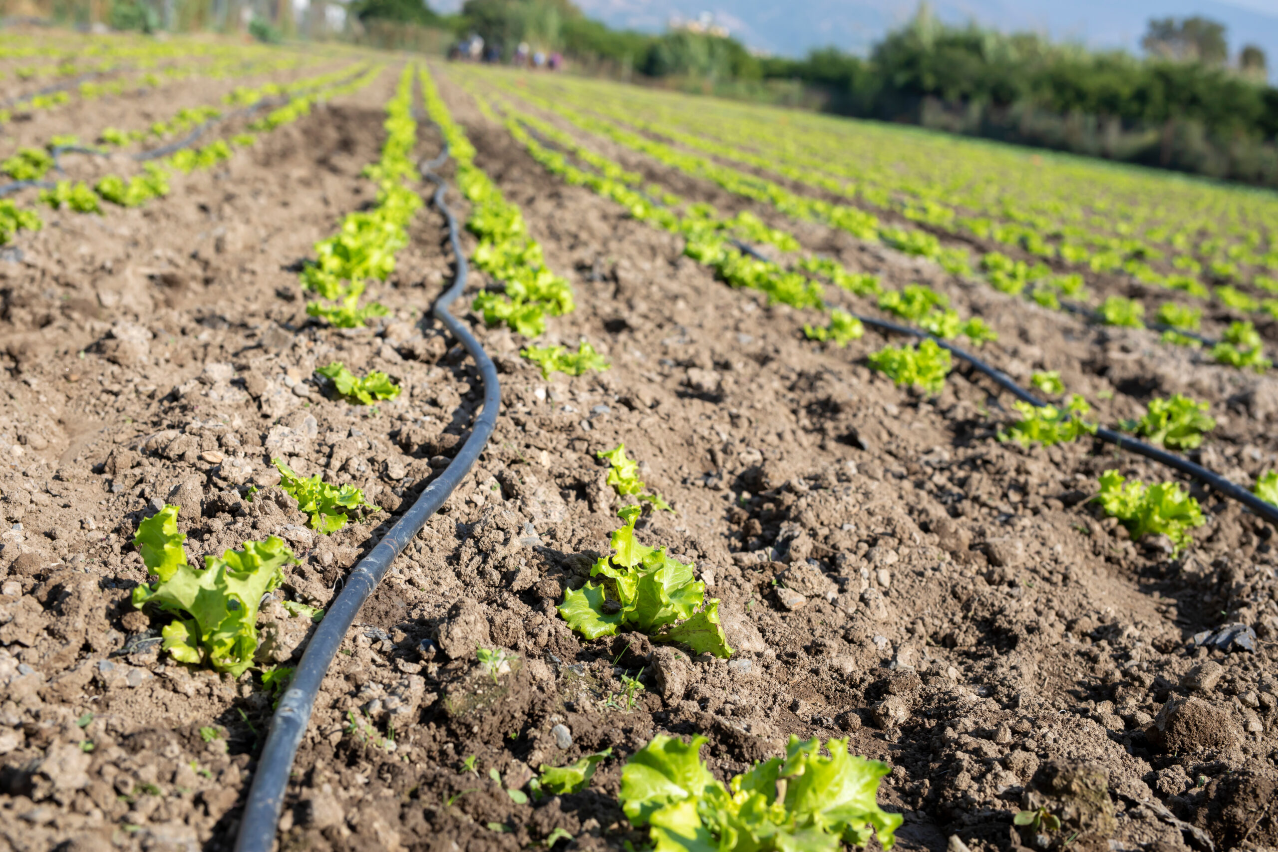 How to Design an Efficient Irrigation System for Your Crops – Erica R ...