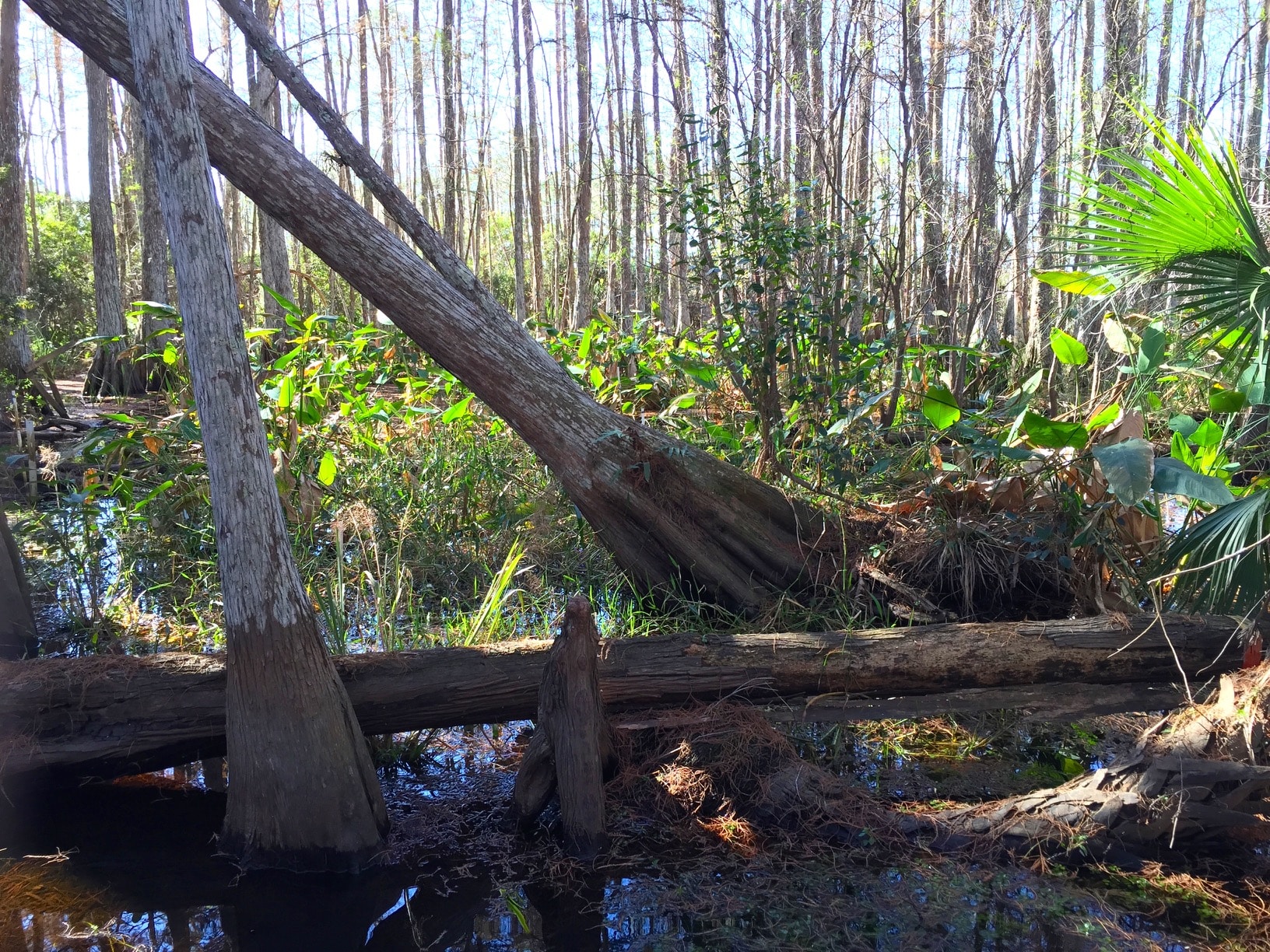 Florida Gulf Coast University (FGCU) - Earth Tech Environmental