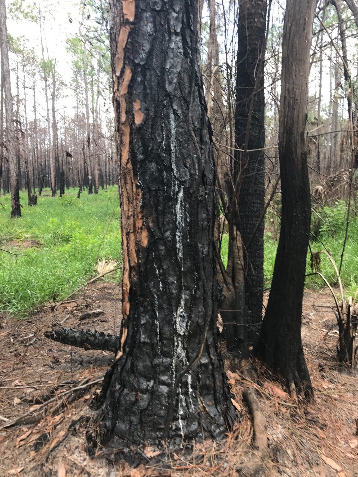 Collier County Wildfire Assessment - Earth Tech Environmental