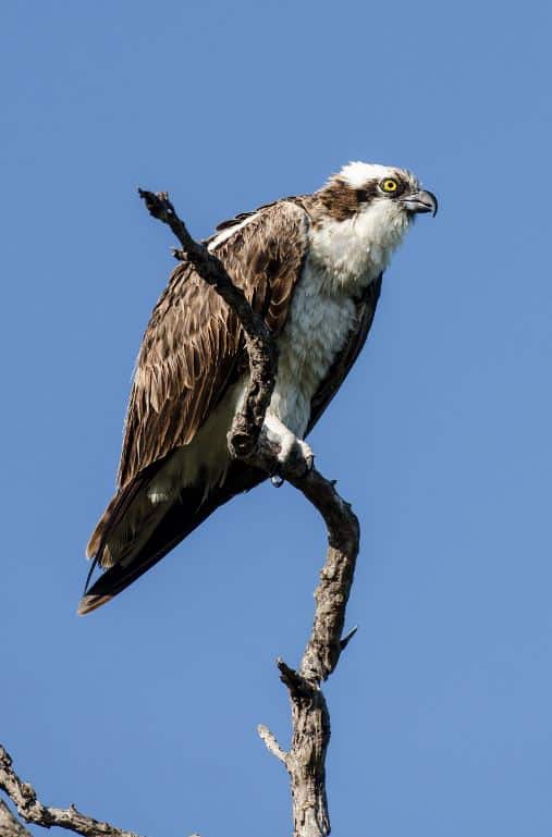 Osprey Nesting Platform Installation - Earth Tech Environmental