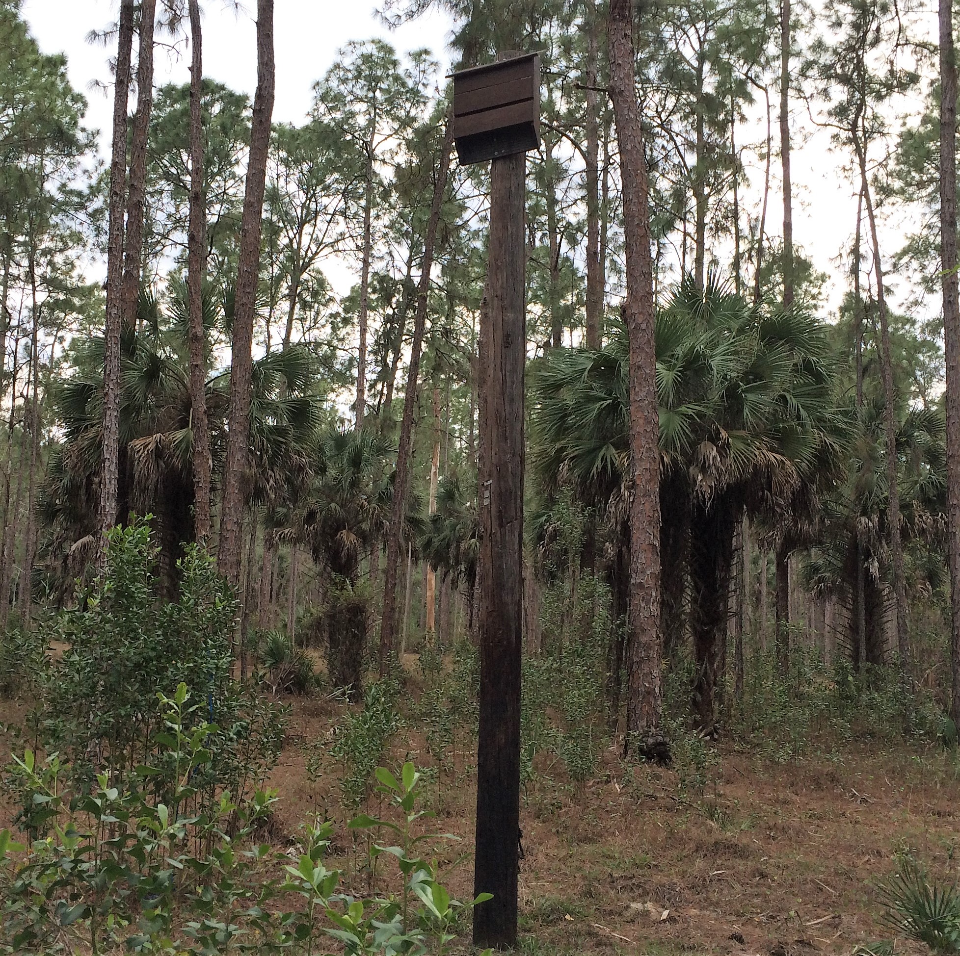 Bonneted Bat Acoustic Monitoring - Earth Tech Environmental