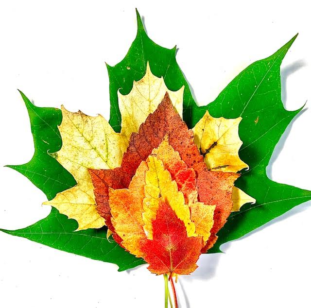 Nature-Leaf Art with Bridget and Leo - Ethan & the Bean