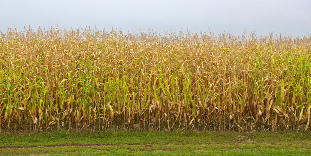 Be Still - Everyday Servant