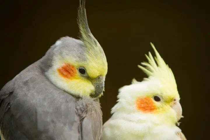 Cockatiel Mutations 18 Color Options