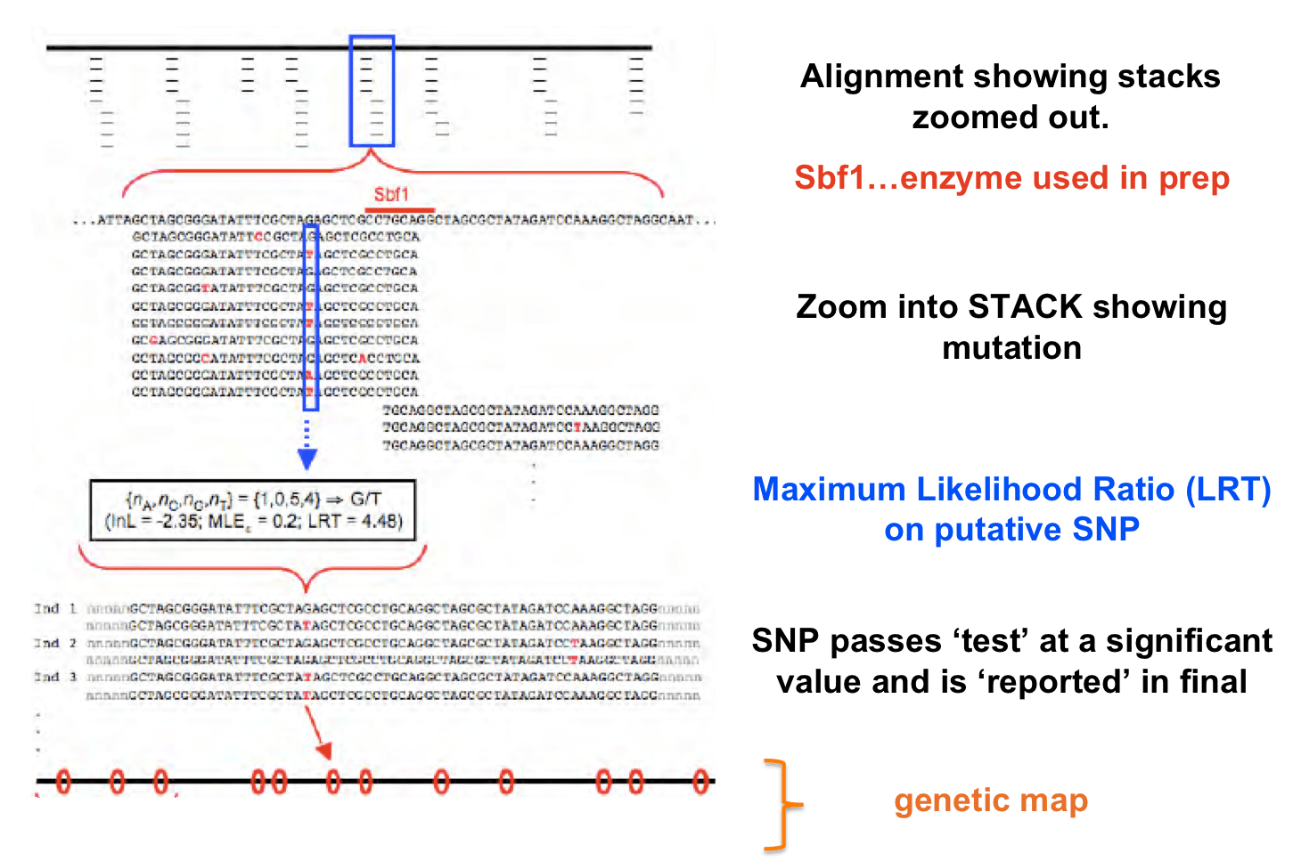 Sequencing is RAD... - Evolution and Genomics