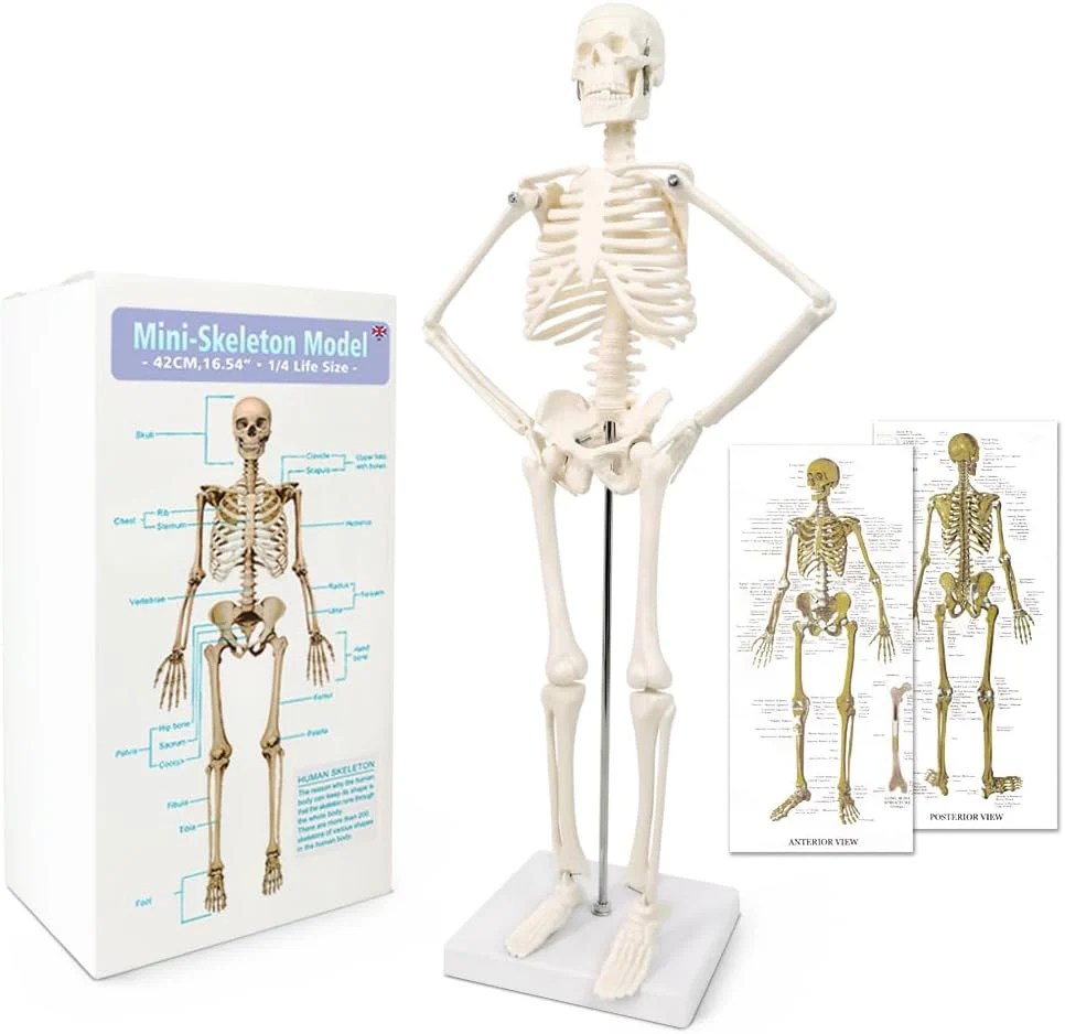 Evotech Scientific Mini Human Skeleton Model For Anatomy With Movable