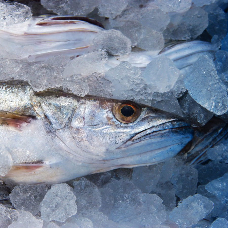 Merluza fresca, fresca, la que está en el mar - EXTTRA