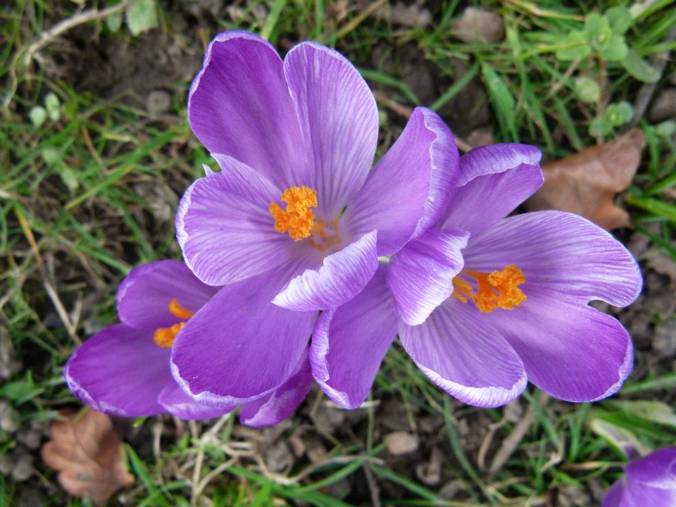 crocuses | Welcome to FablesandFlora.com