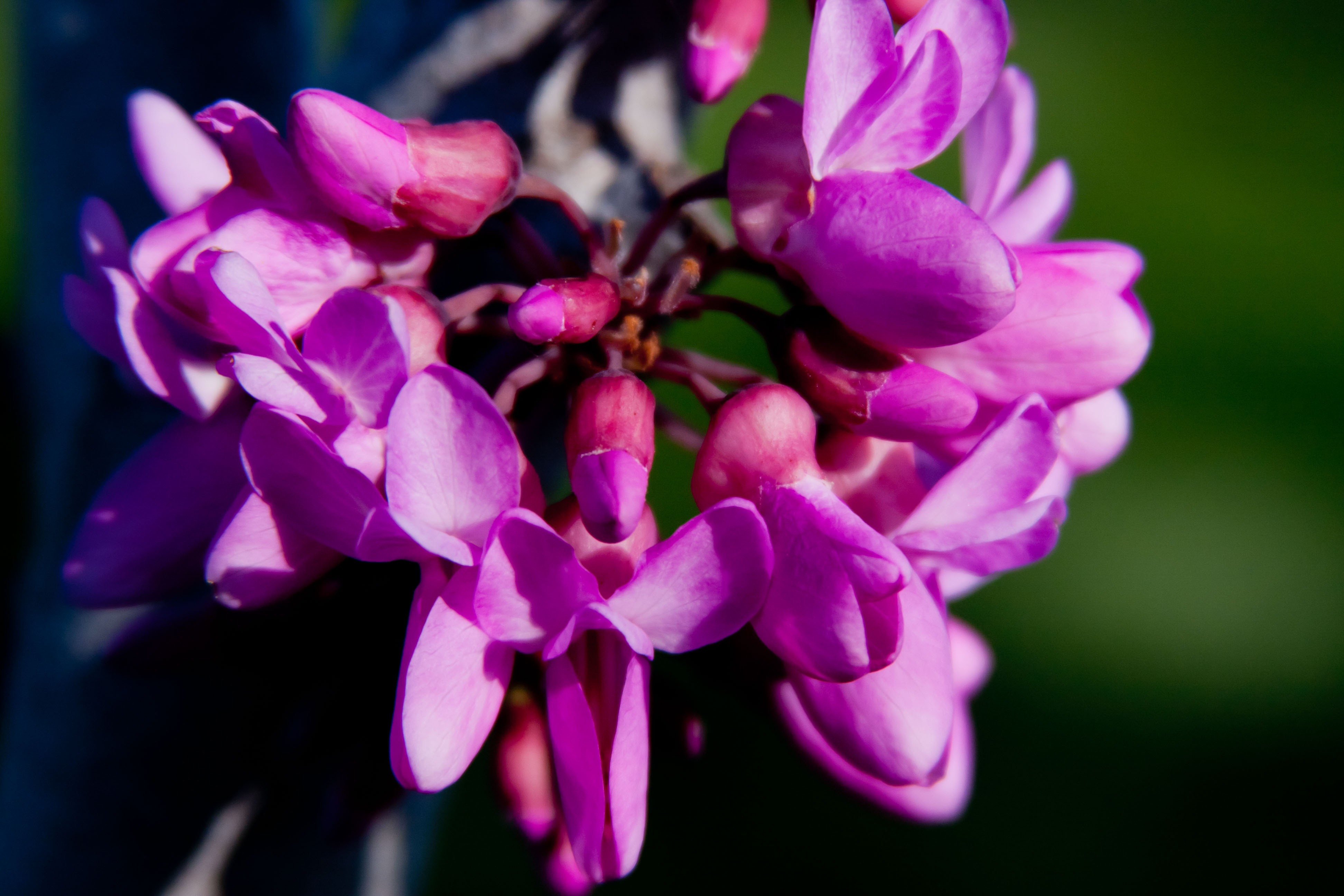 Eastern Redbud (Cercis canadensis) | Welcome to FablesandFlora.com