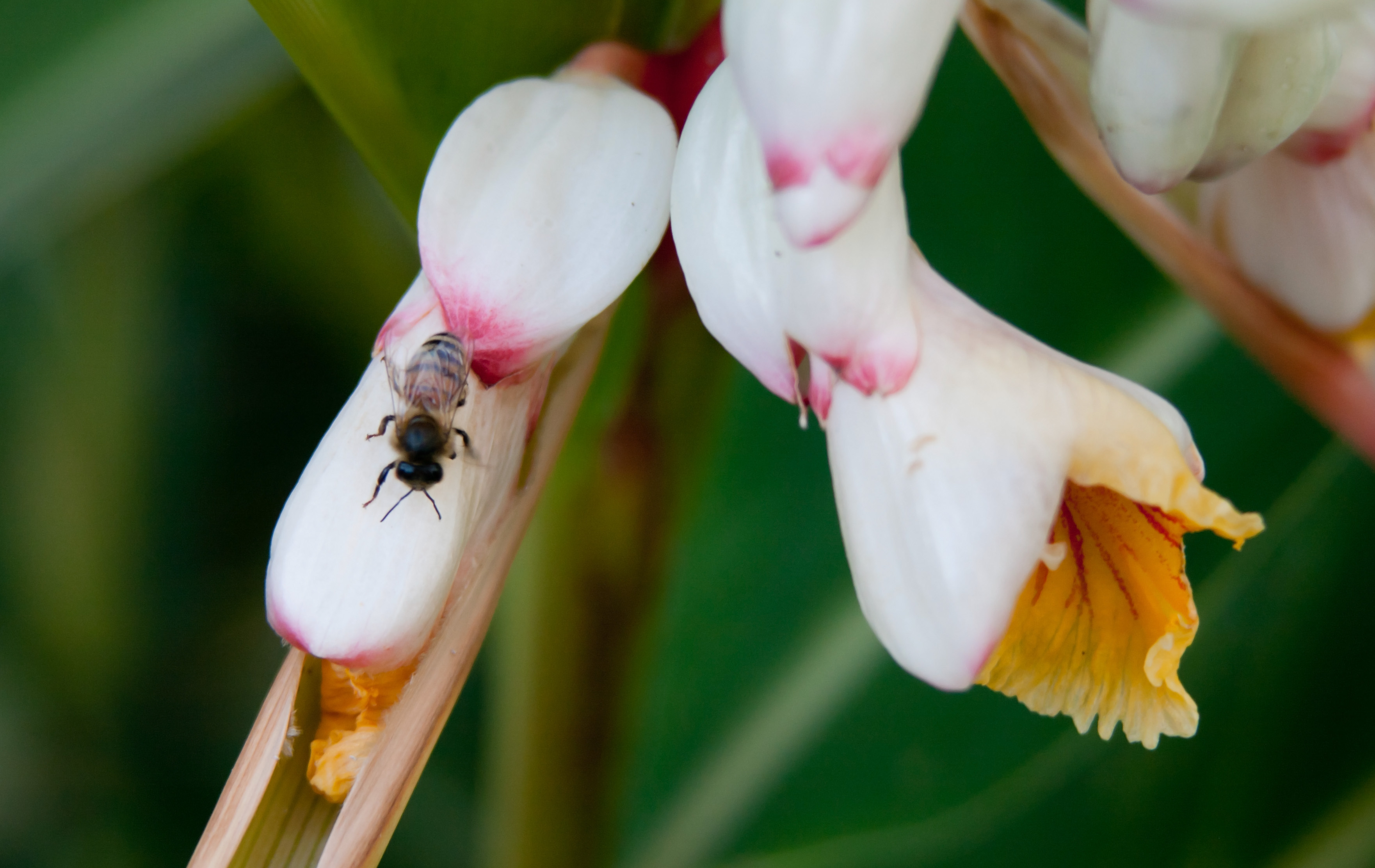 Shell ginger, Alpinia zerumbet | Welcome to FablesandFlora.com
