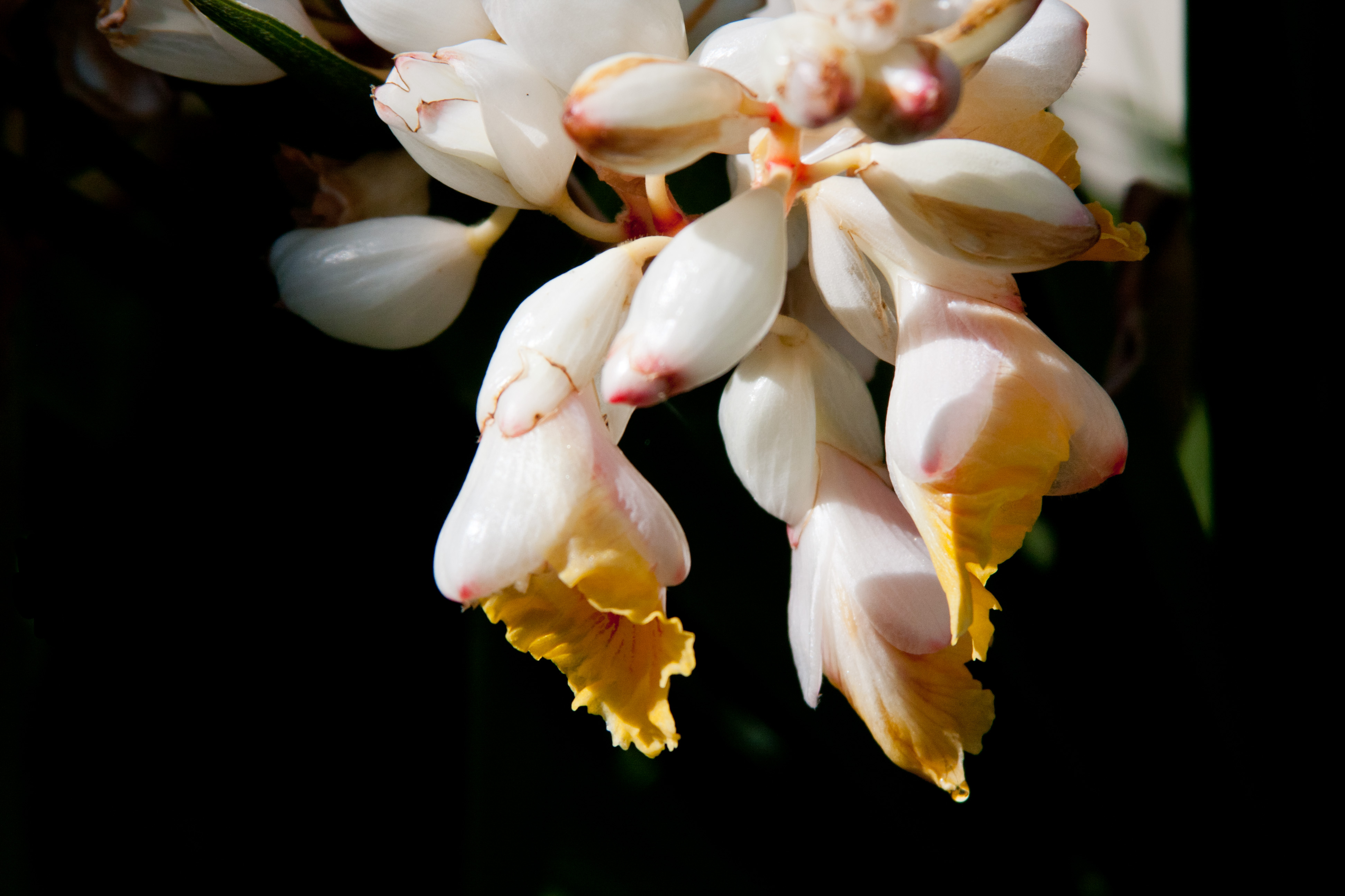 Shell ginger, Alpinia zerumbet | Welcome to FablesandFlora.com