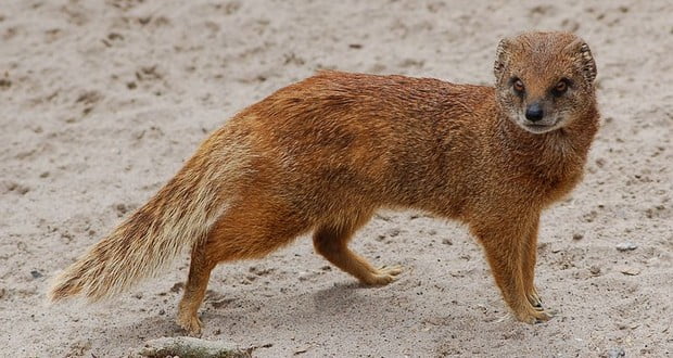 Mongoose | Fact# 6503 | FactRepublic.com