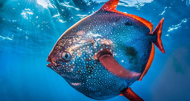 Opah fish | Fact# 12221 | FactRepublic.com
