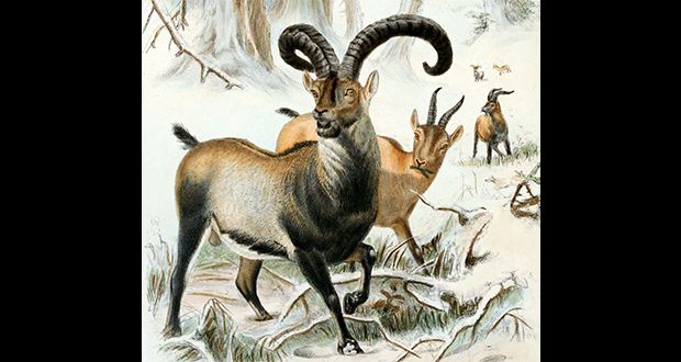 Pyrenean Ibex | Fact# 15631 | FactRepublic.com