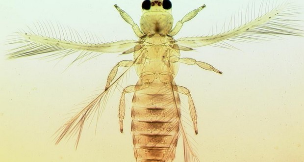 Female thrip | Fact# 17860 | FactRepublic.com