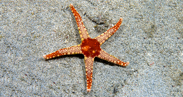Starfish | Fact# 27551 | FactRepublic.com