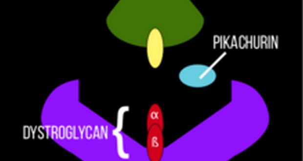 Pikachurin | Fact# 38613 | FactRepublic.com