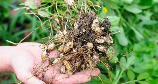 Peanut Pegging | Fact# 44671 | FactRepublic.com