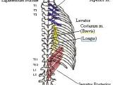 Levatores Costarum Brevis