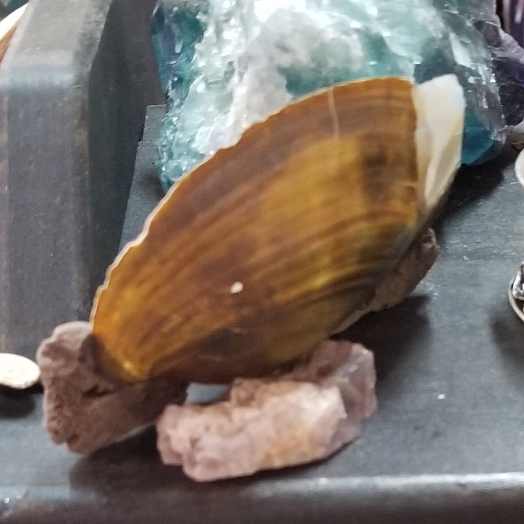 Aphrodite Shell - FaeHolm