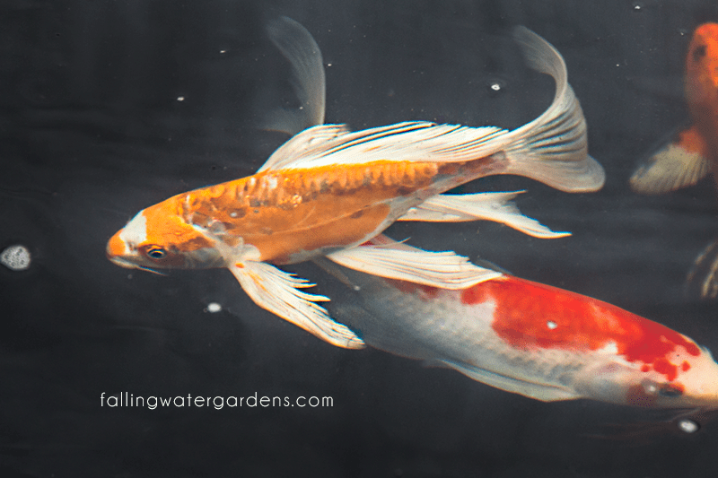 Medicated Fish Food - Falling Water Designs