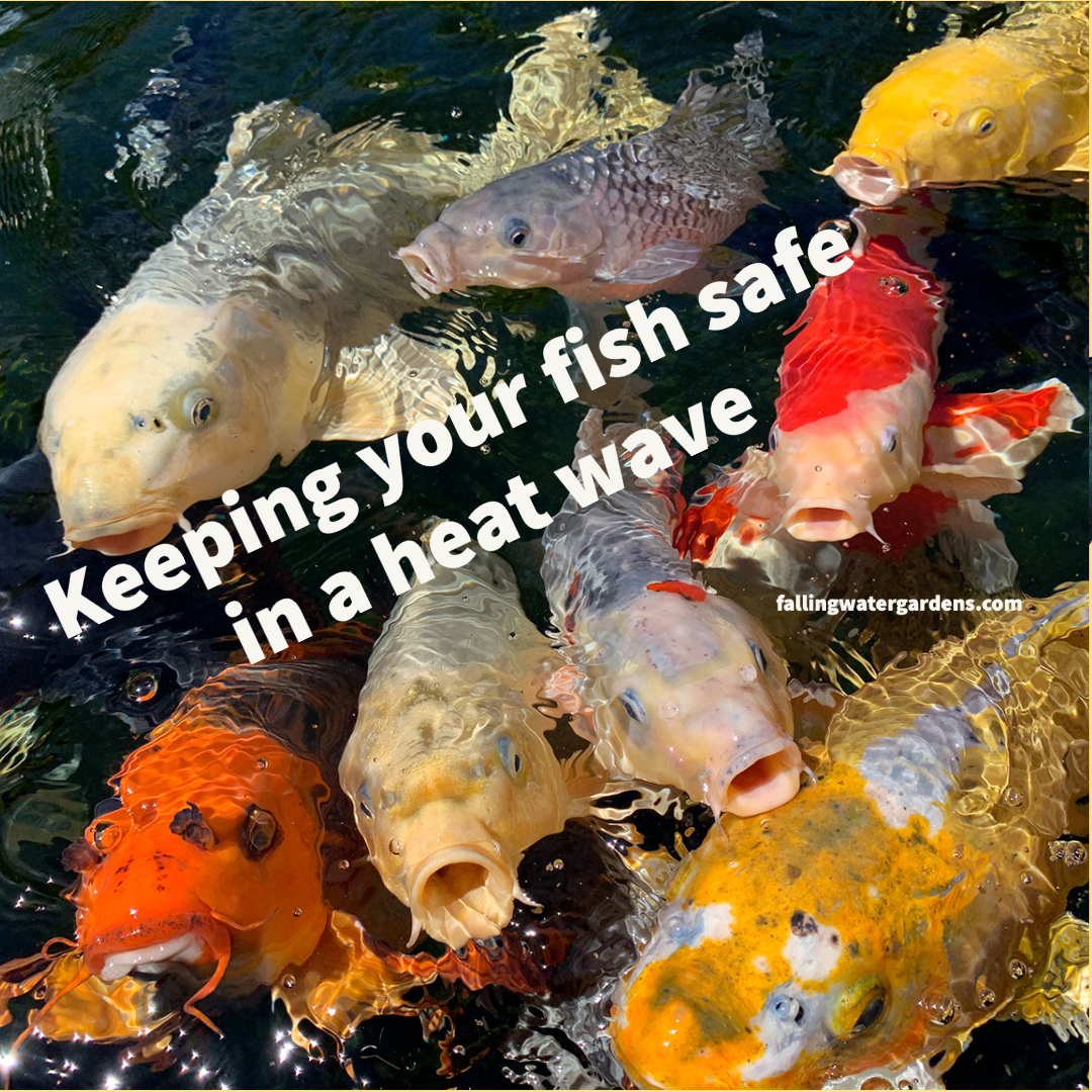Keeping Your Fish Safe in Hot Weather - Falling Water Designs