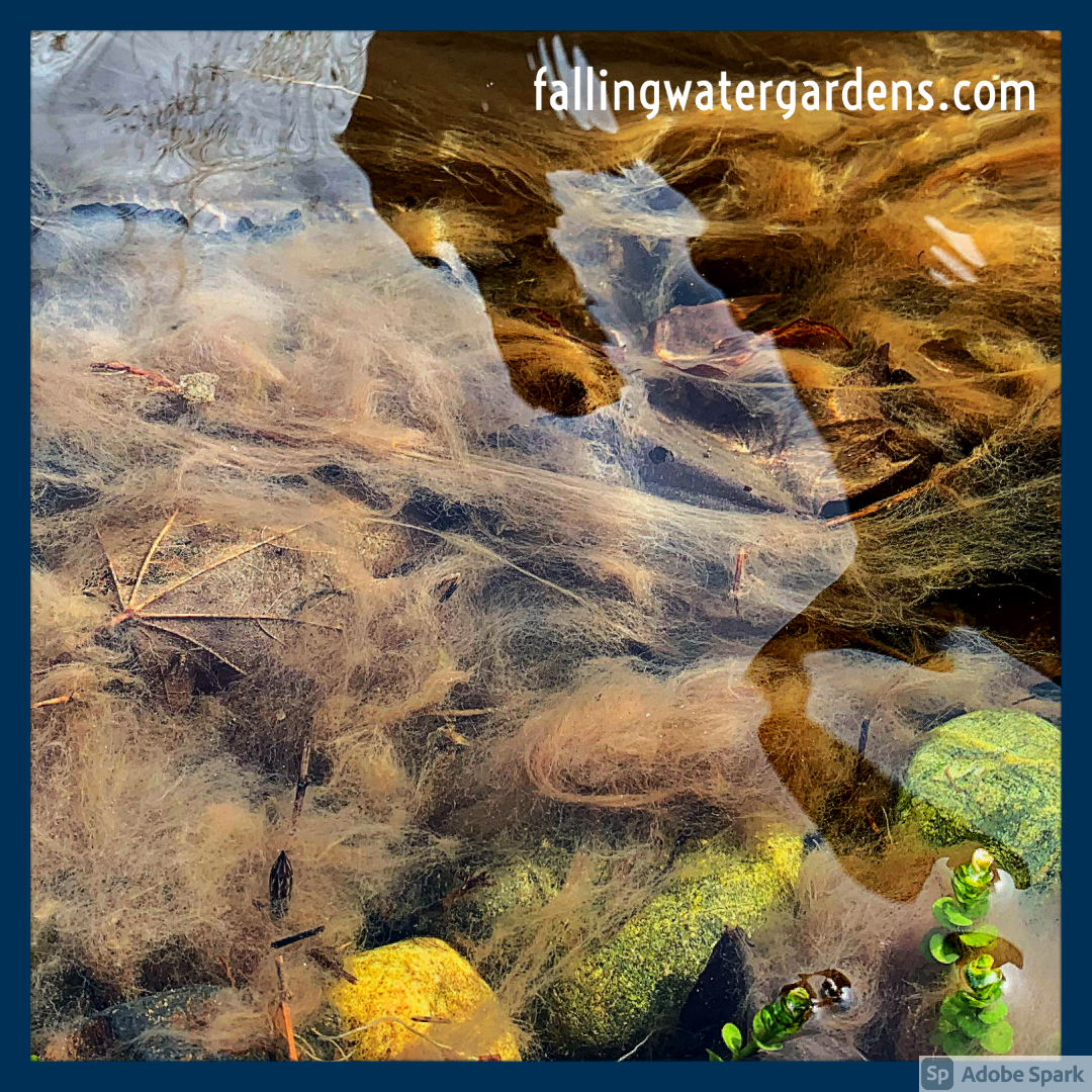 String Algae - Falling Water Designs