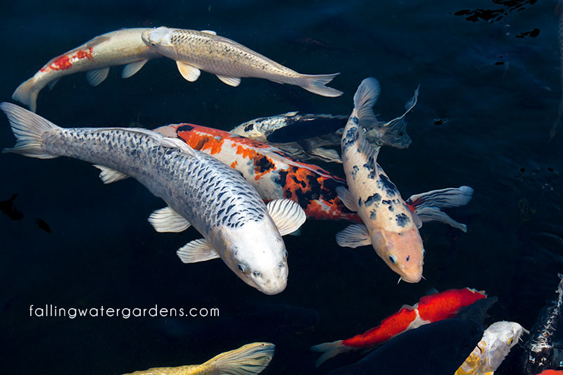 Pond and Fish Care During Freezing Weather - Falling Water Designs