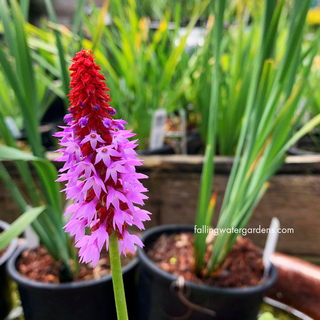 2021 June Newsletter - Falling Water Designs