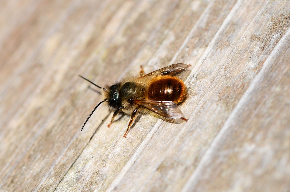 Beneficial Insects: Mason Bees, Praying Mantids, Ladybugs - Falling ...