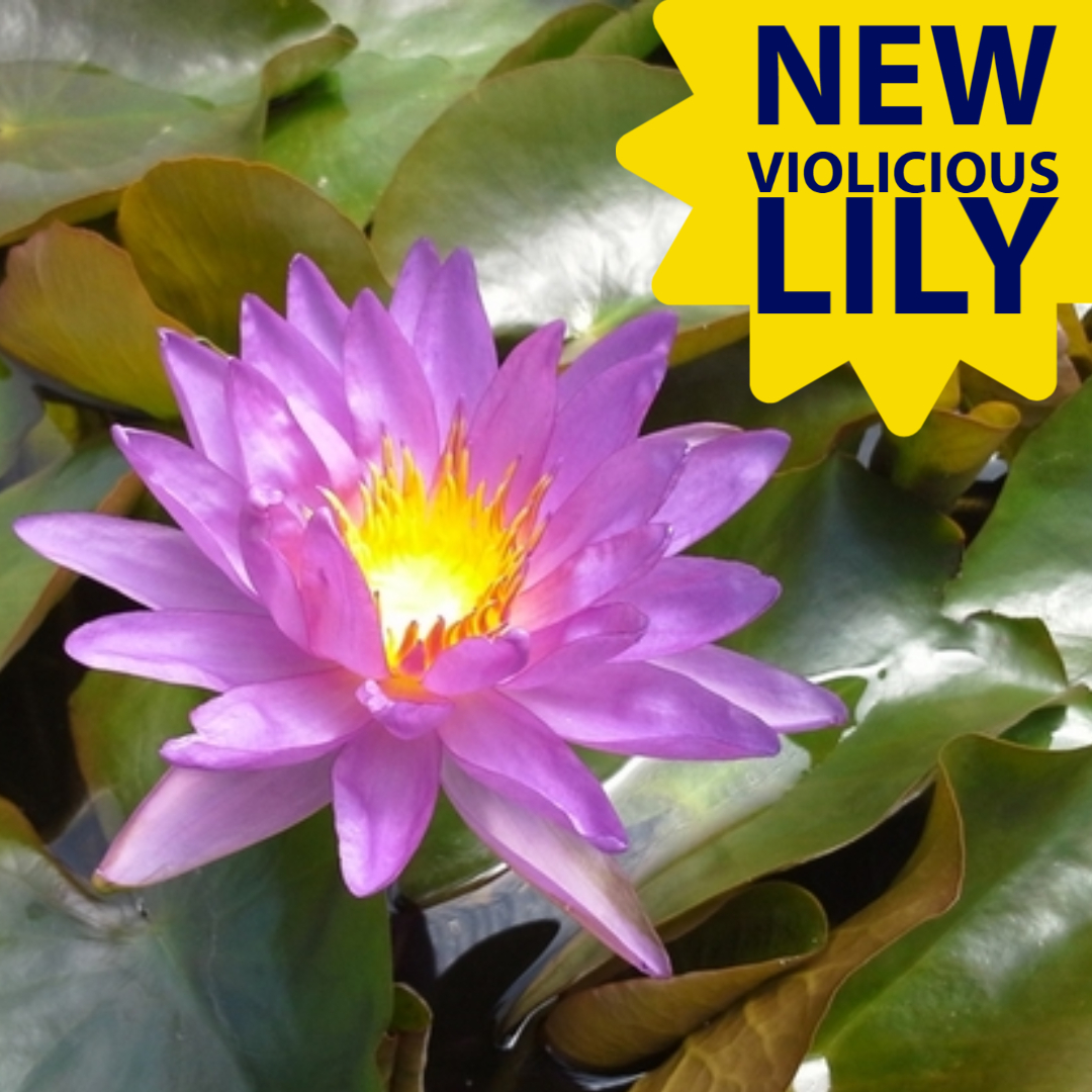 2021 June Newsletter - Falling Water Designs