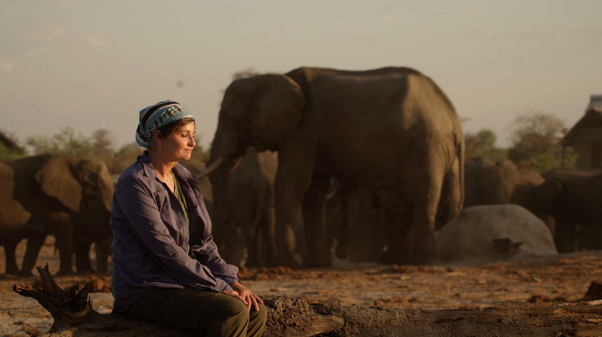 Elephant Refugees: Louise Hogarth reveals a new threat to the elephant ...