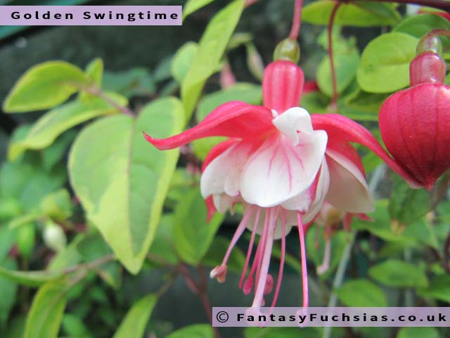 GOLDEN SWINGTIME - Fantasy Fuchsias Est. 1992