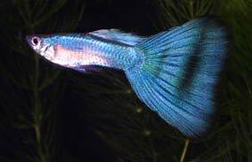 Guppy Strains Library | Guppies Onli | Page 3