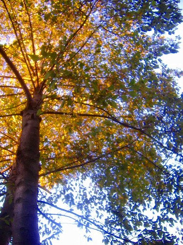 Murmuring Woods Speak | Murmuring Woods - Riversleigh Manor