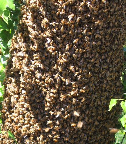 essaim d’abeilles … gros plan (mais pas trop près tout de même ...