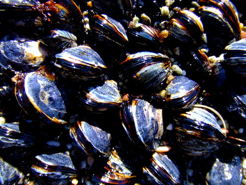 northern california sea-pod living | troutfactory notebook