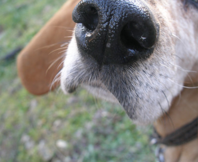 Pet Photography Tips | Brought to you by artpaw.com