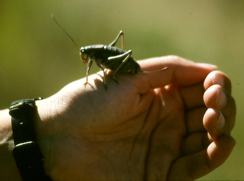 Swarm | Nelson Piedra
